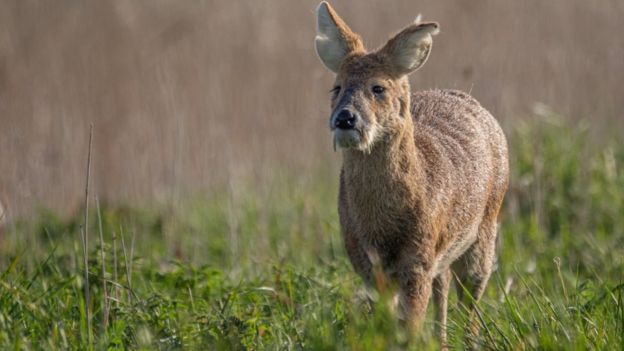 Photographers capture wealth of wildlife on Fenland farm - BBC News