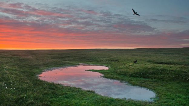 Climate change: England's gardeners set for peat compost ban - BBC News