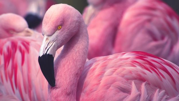 Flamingo balancing act saves energy - BBC News