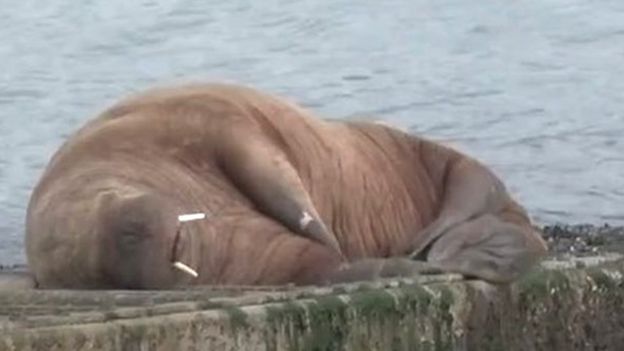 Wally the walrus 'hit by boat' after leaving Wales for France - BBC News