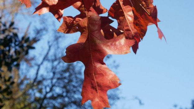 Weather Watchers: Your pictures of autumn leaves - BBC Weather