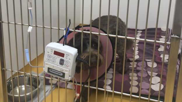 The vets who treat poorly animals at Christmas - BBC News