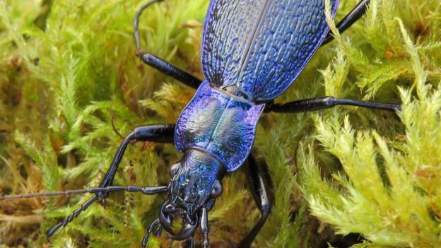 New populations of rare beetle found on Dartmoor - BBC News