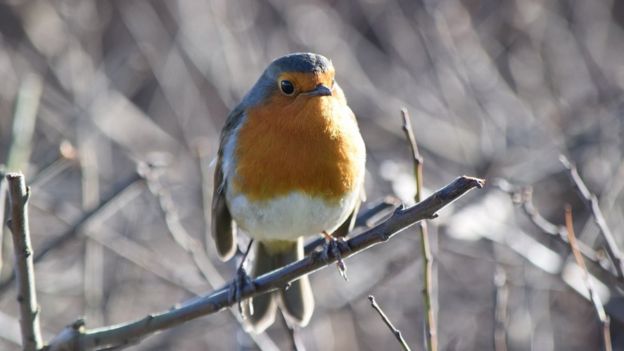 Your pictures of Scotland: 9 - 16 February - BBC News