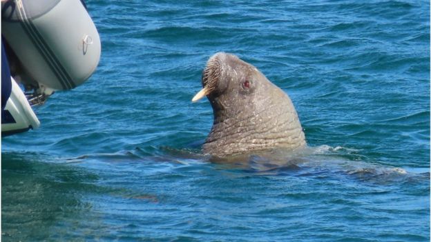 Isles of Scilly: Wally the walrus spotted off beach - BBC News