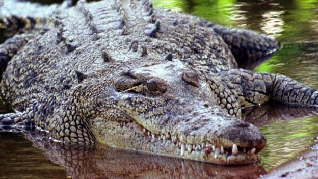 Missing Australian fisherman's body found in crocodile - BBC News