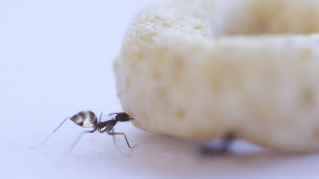 Army ants 'mind the gap' efficiently - BBC News