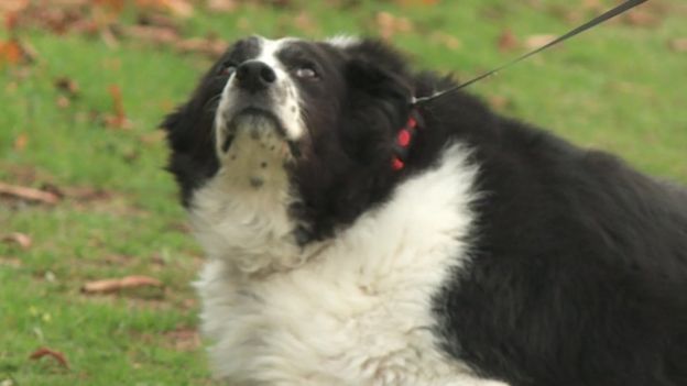 Fat dog George 'gorged on pasties and pies' - BBC News