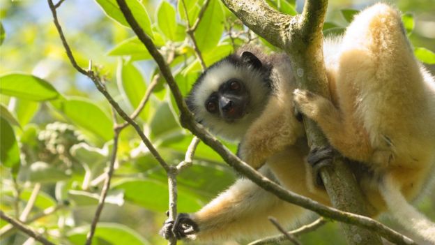 Climate Change: Global warming and deforestation driving monkeys and ...