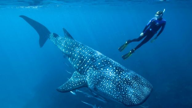 Whale sharks: Atomic tests solve age puzzle of world's largest fish ...