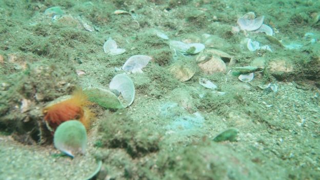 Damaged flame shell reef declared protected area - BBC News