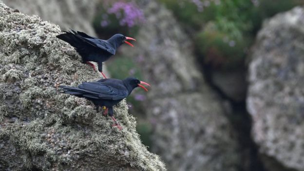 'Bumper year' for Cornish choughs - BBC News