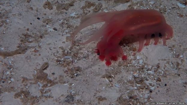 Ocean's climate change 'buffer' role under threat - BBC News