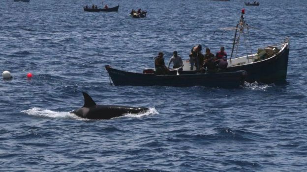 Atlantic orcas 'learning from adults' to target boats - BBC News