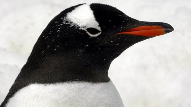 Sir Nils Olav III penguin at Edinburgh Zoo gets promotion and guard of ...