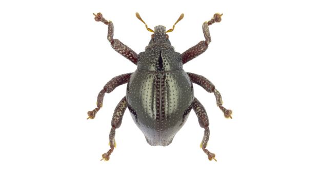 Treasure trove of new insects discovered on island - BBC News