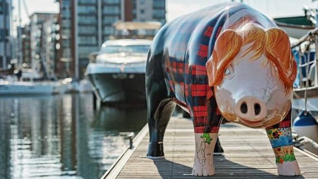Escaped Ipswich pig Pog 'wanted to meet people' - BBC News
