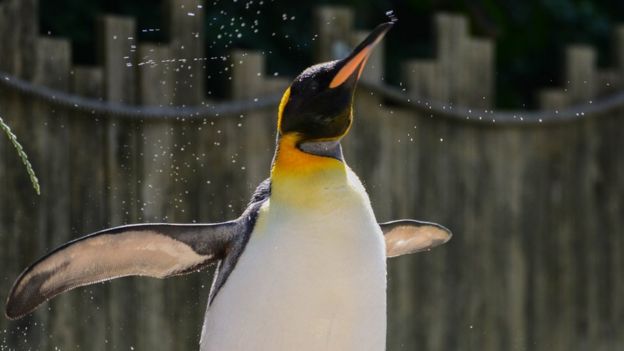 World's best penguin contest won by Cotswolds Birdland resident - BBC News