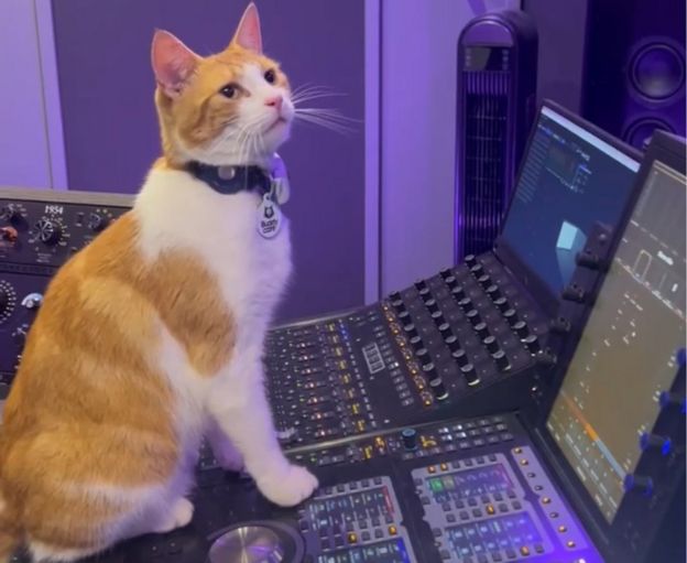 Could a cat from Stevenage have a Christmas number one single? - BBC ...