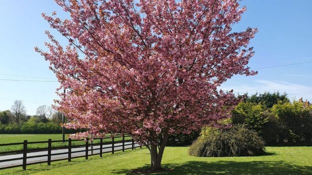 Stunning displays as blossom season begins - BBC Weather