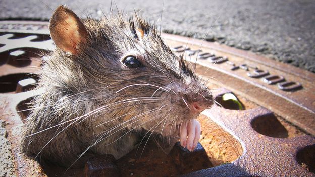 'If you eat here, you're dining with rats' - BBC News
