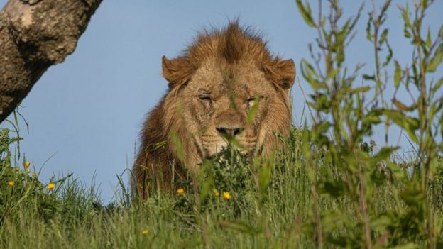Kent animal reserve welcomes new lion - BBC News