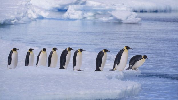 Climate change: Emperor penguins listed as endangered by US government ...
