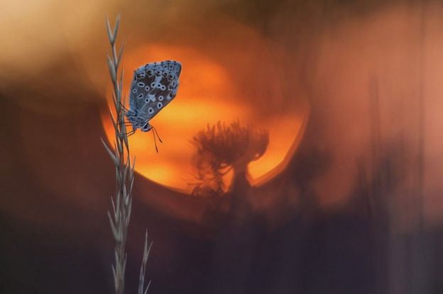 In pictures: Outdoor Photographer of the Year - BBC News