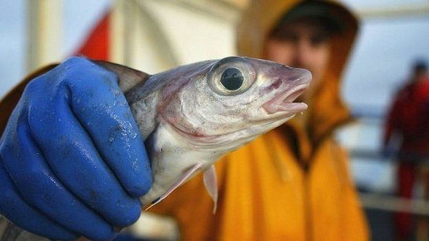Fast-growing fish species face greatest collapse risk - BBC News