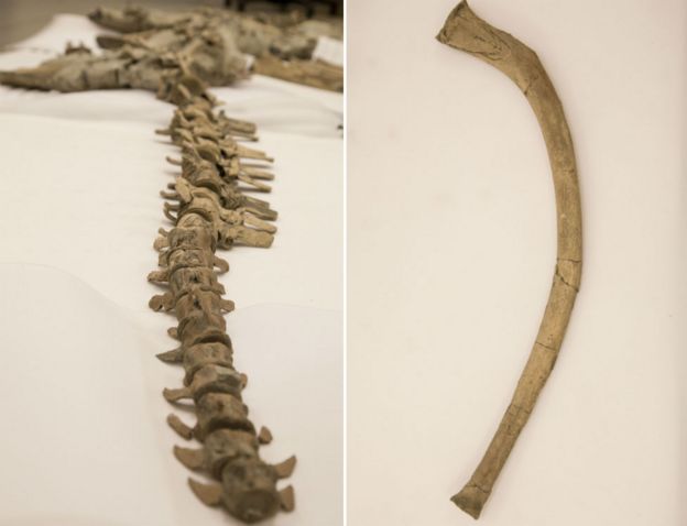 Plesiosaur 'sea monster' bones put back together - BBC News
