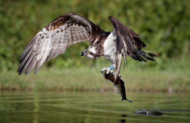 Photographer captures dramatic pictures of birds hunting in Scotland ...