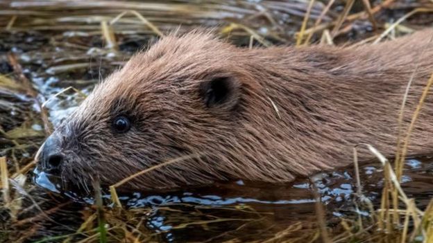 Beavers in Cairngorms for first time in 400 years - BBC News