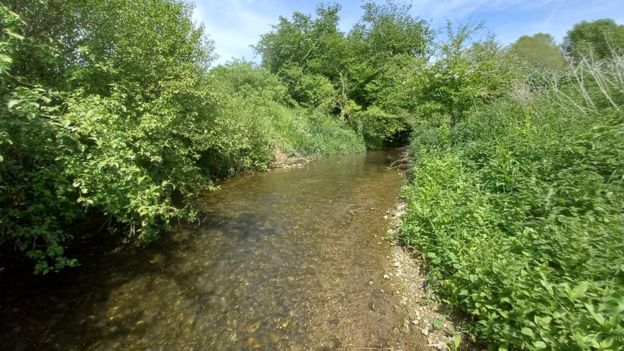 Hertfordshire chalk rivers restoration to combat climate change - BBC News