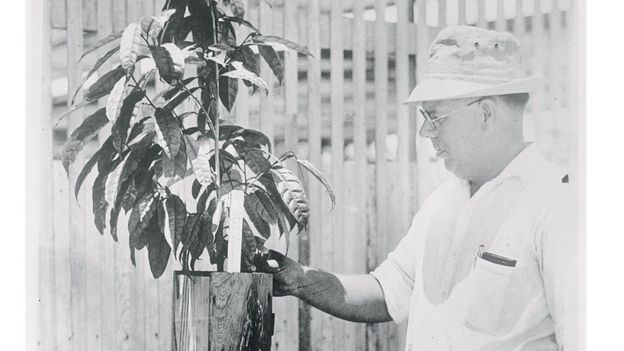 A extraordinária história de Alice Ball, a cientista que desenvolveu 1º ...