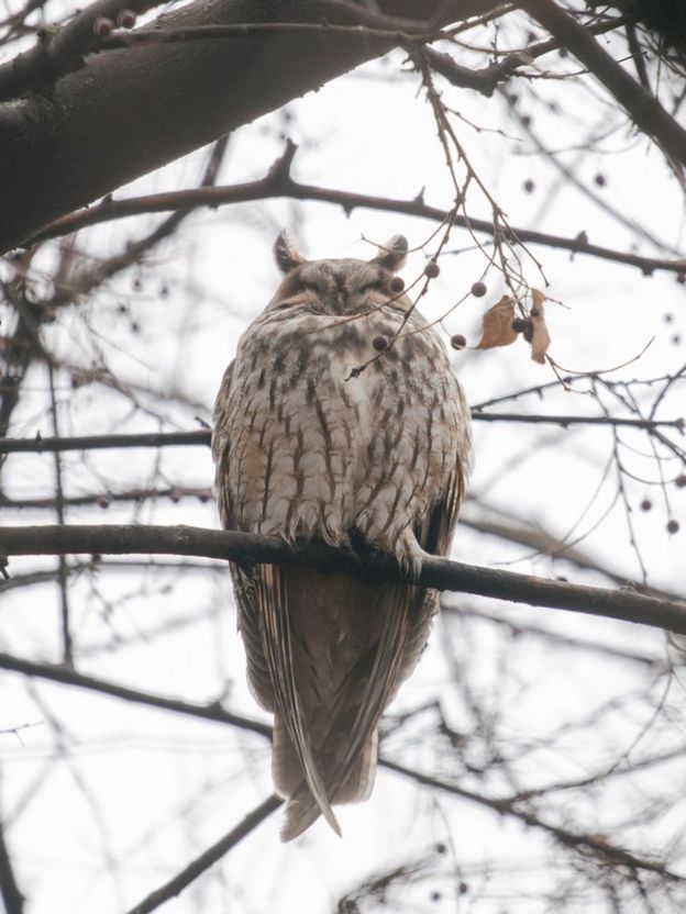 Životinje i priroda Srbije: Otkud sova utina u panonskoj Kikindi - BBC ...