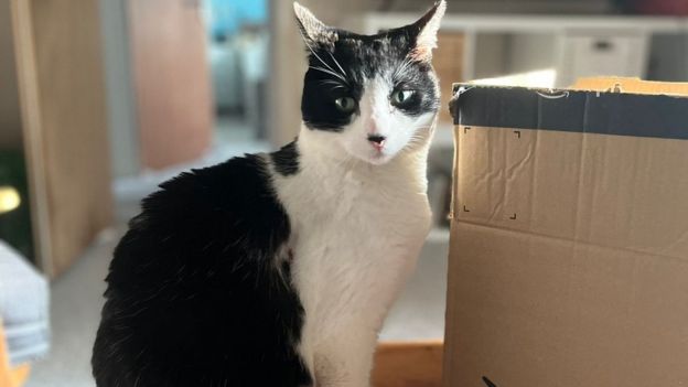 Missing cat reunited with owner after six years - BBC News
