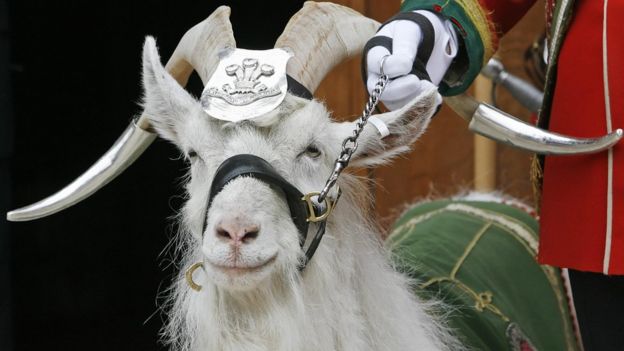 Wrexham: Royal Welch Fusilier and goat sculpture unveiled - BBC News