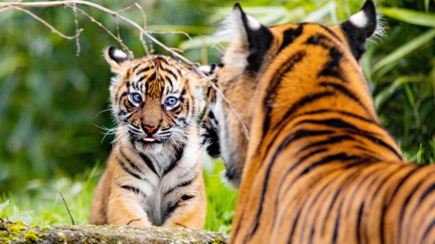 Sumatran tiger twins thriving in first public appearance at Chester Zoo ...