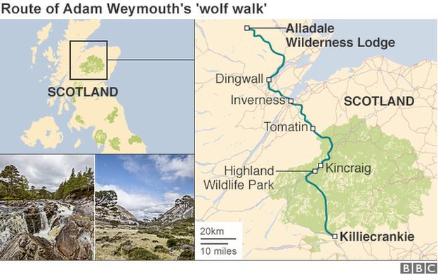 The place where wolves could soon return - BBC News