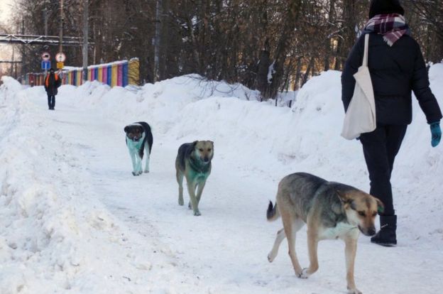 Russia's stray dogs with bright-coloured fur - pictures - BBC News