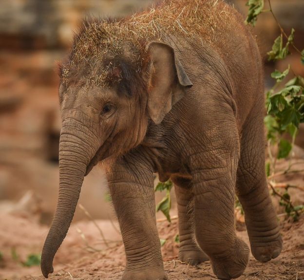 Two Chester Zoo elephant calves die of virus - BBC News