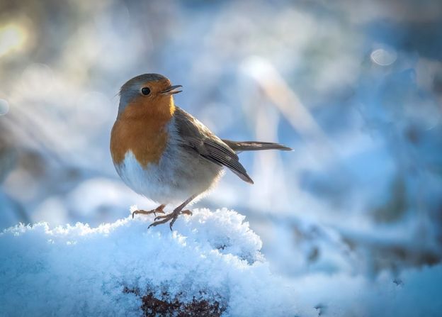 Your pictures of Scotland: 16-23 December - BBC News