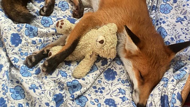 Peruvian family dog turns out to be Andean fox - BBC News