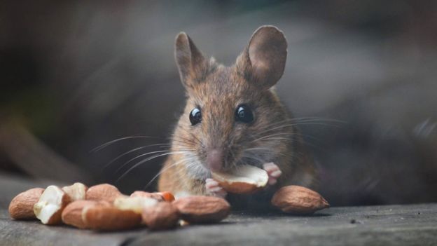 Your pictures of Scotland 12 - 19 June - BBC News