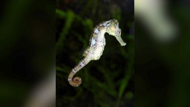 Belfast: What does the seahorse have to do with the city? - BBC News
