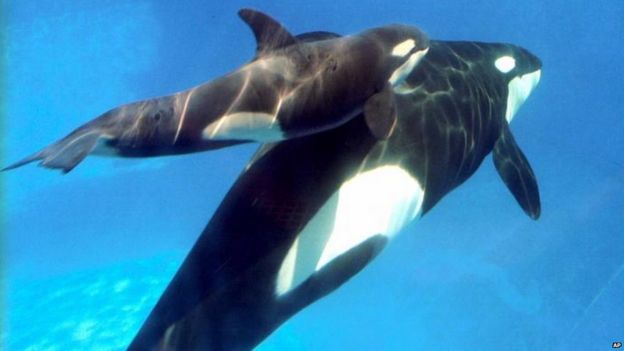 The story of SeaWorld's Shamu killer whales - BBC News