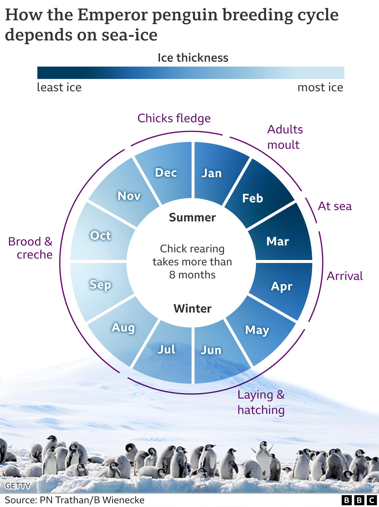 Climate change: Emperor penguin 'needs greater protection' - BBC News