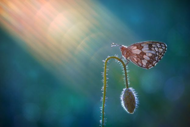 La increíble belleza de los insectos iluminados por los amaneceres y ...