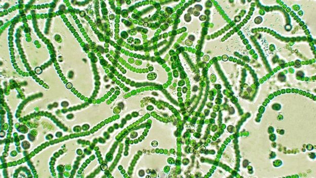Oldest evidence of photosynthesis on Earth discovered by Liège ...
