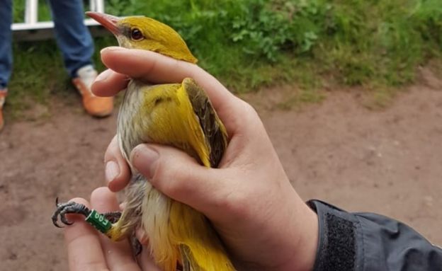 Golden oriole: Rare bird found by cleaner released back into the wild ...